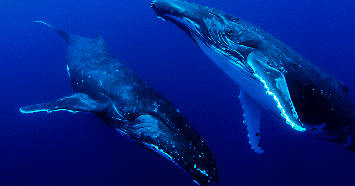 Sounds of the Ocean – Nieuws – Planetarium van de Koninklijke ...